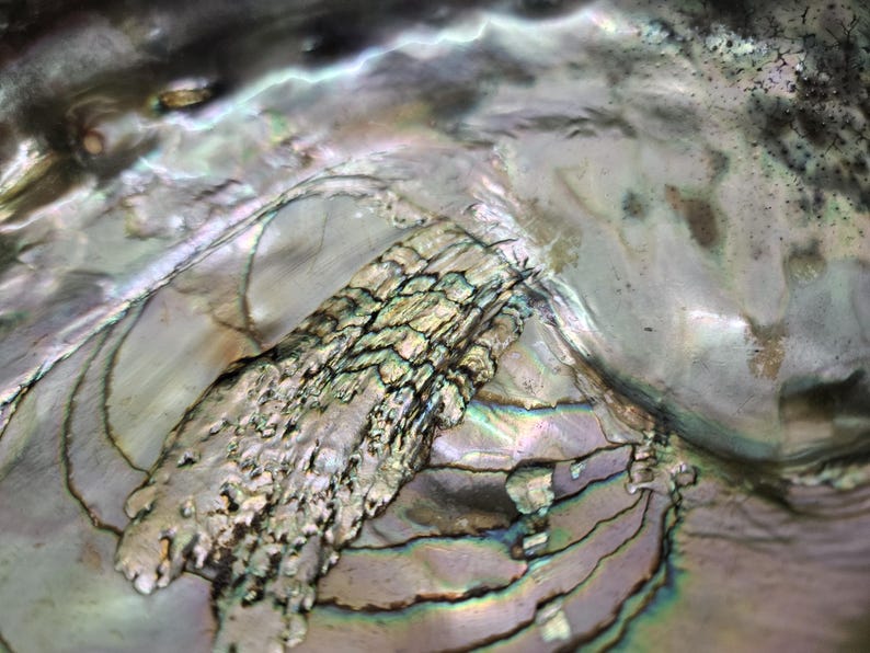 Vintage Orange Abalone Shell DISH Mother of Pearl Lucite Feet, MCM Bowl ...