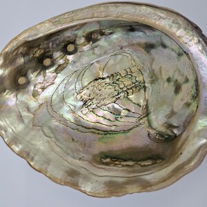 Vintage Orange Abalone Shell DISH Mother of Pearl Lucite Feet, MCM Bowl ...