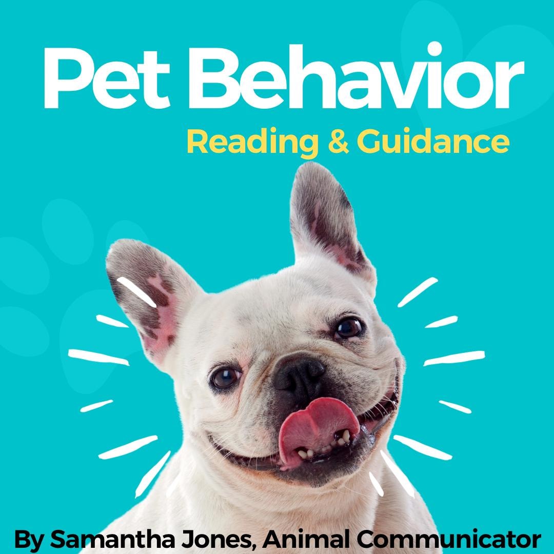 Behavioral Help Pet Psychic Reading, DETAILED, Inappropriate Urinating ...