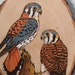 American Kestrel Wood Burning Wall Art - Etsy