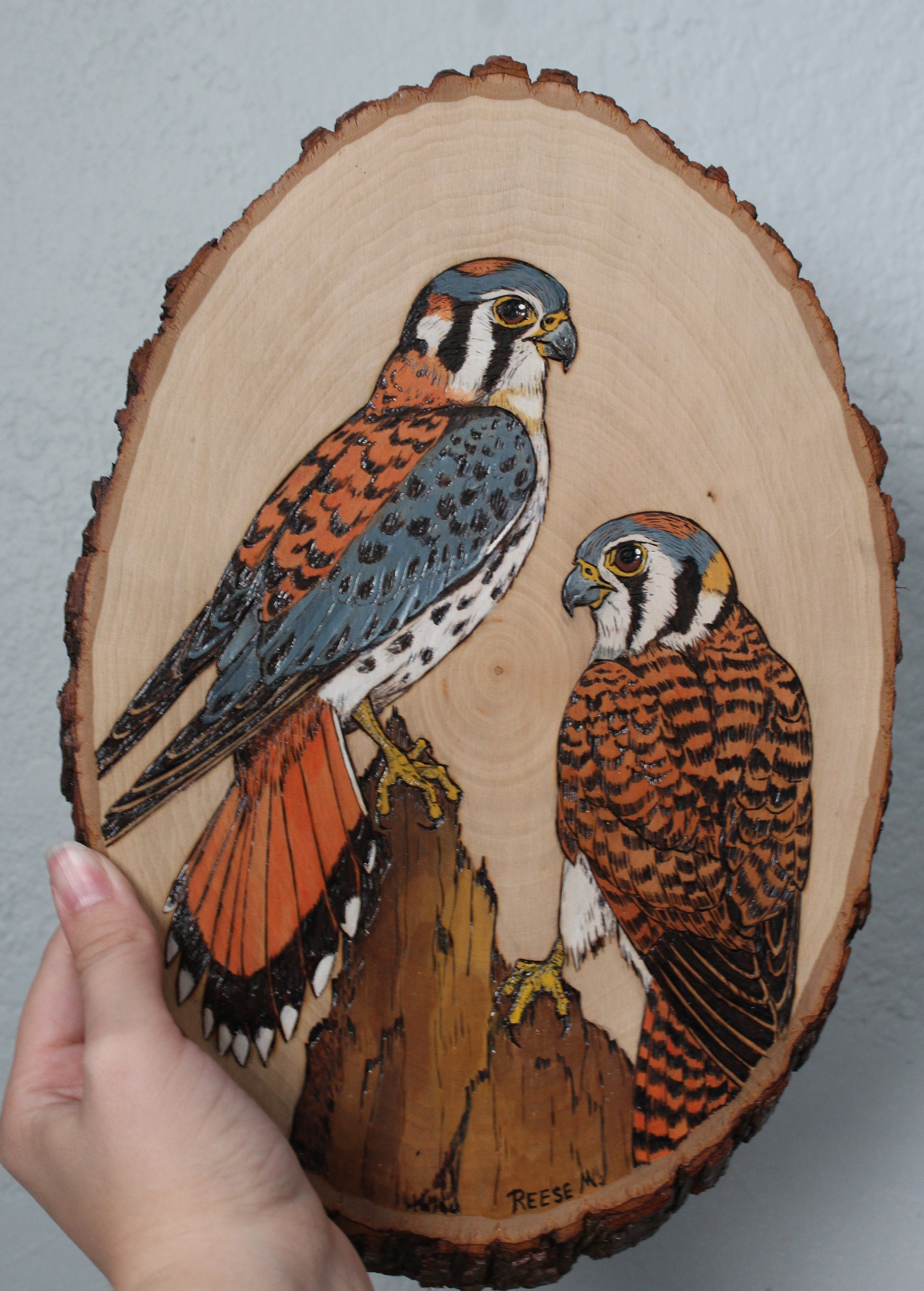 American Kestrel Wood Burning Wall Art - Etsy
