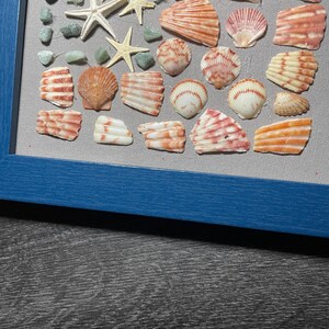Freamed Seashell American Flag - Etsy