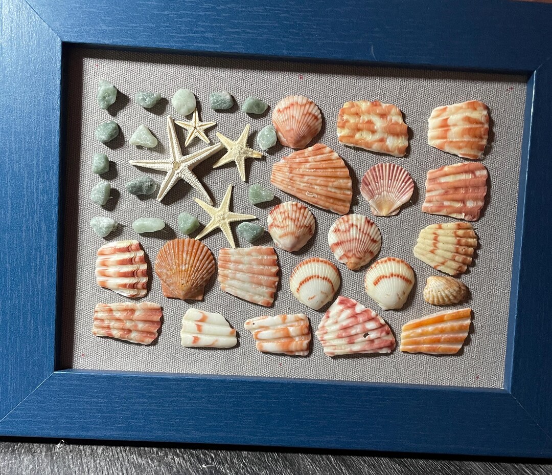 Freamed Seashell American Flag - Etsy