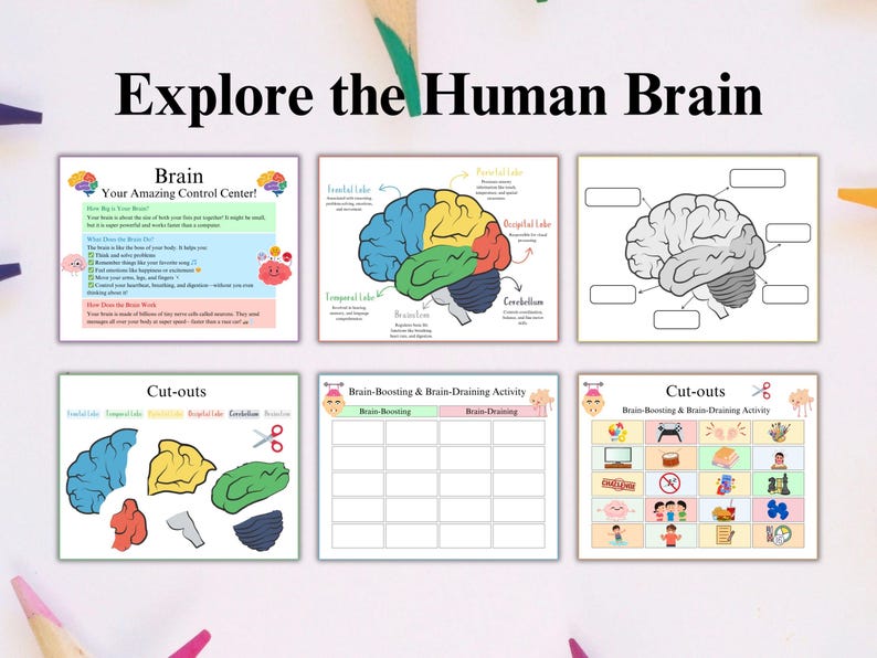 Printable Human Brain Anatomy Activity Pack for Kids, Fun Educational ...