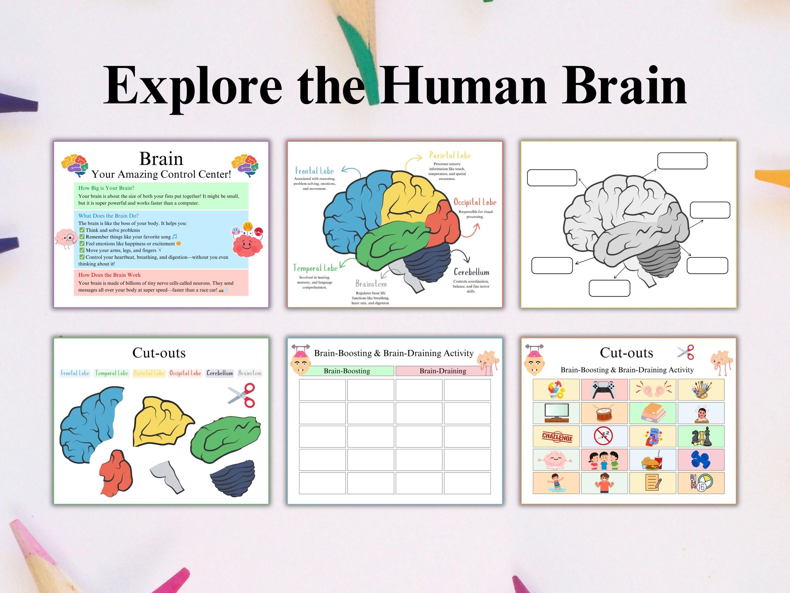 Printable Human Brain Anatomy Activity Pack for Kids, Fun Educational ...