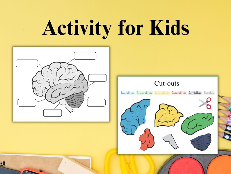 Printable Human Brain Anatomy Activity Pack for Kids, Fun Educational ...