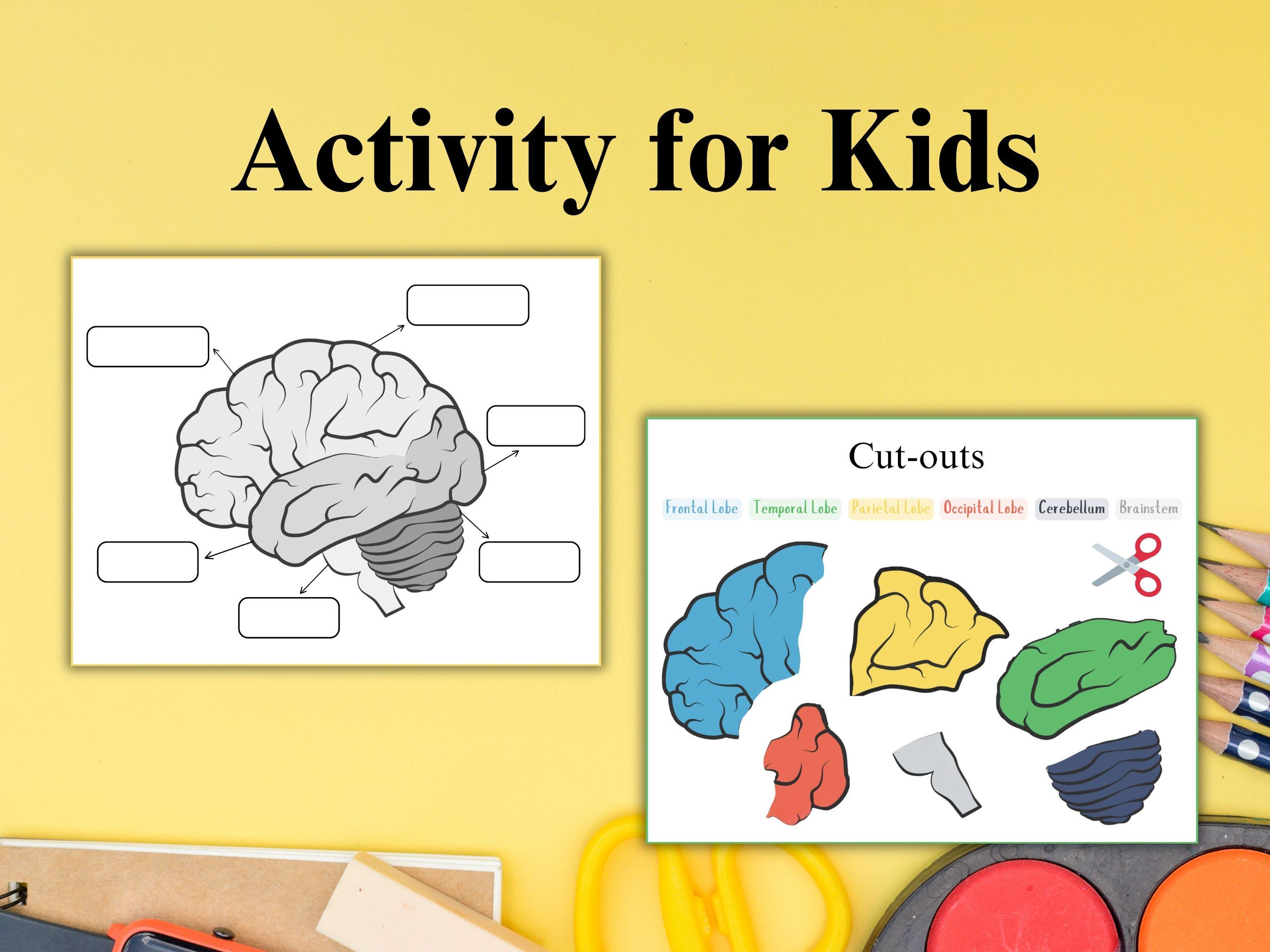 Printable Human Brain Anatomy Activity Pack for Kids, Fun Educational ...