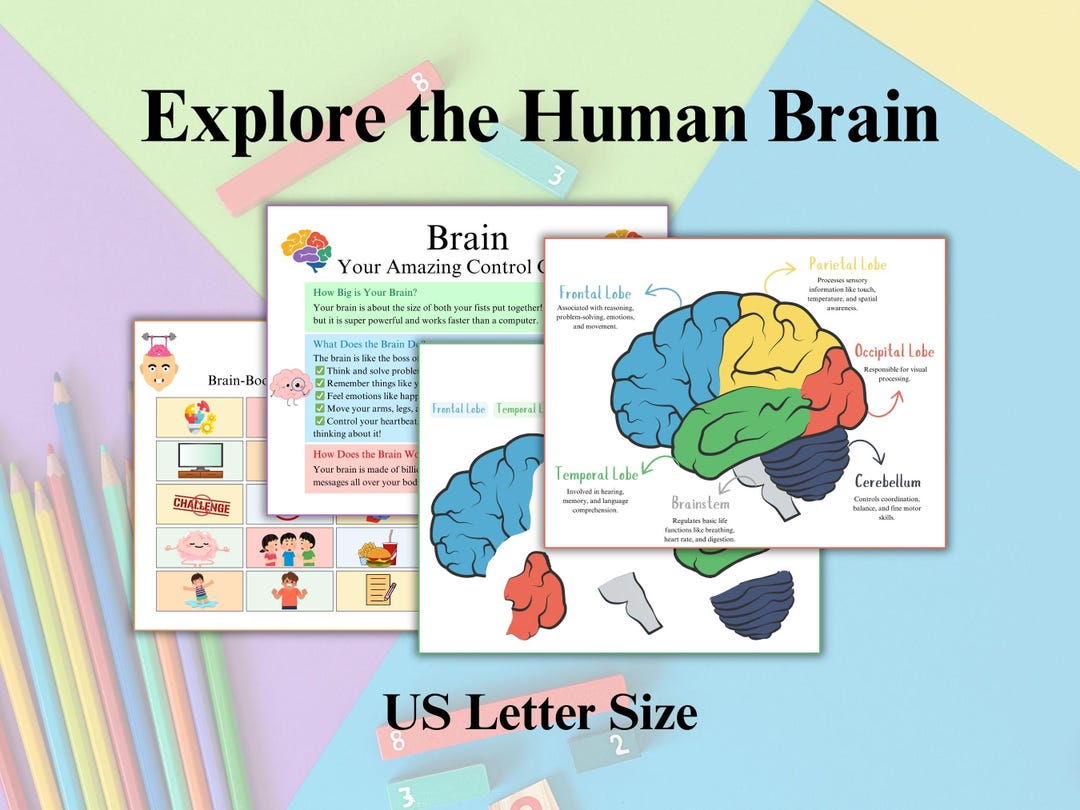 Printable Human Brain Anatomy Activity Pack for Kids, Fun Educational ...