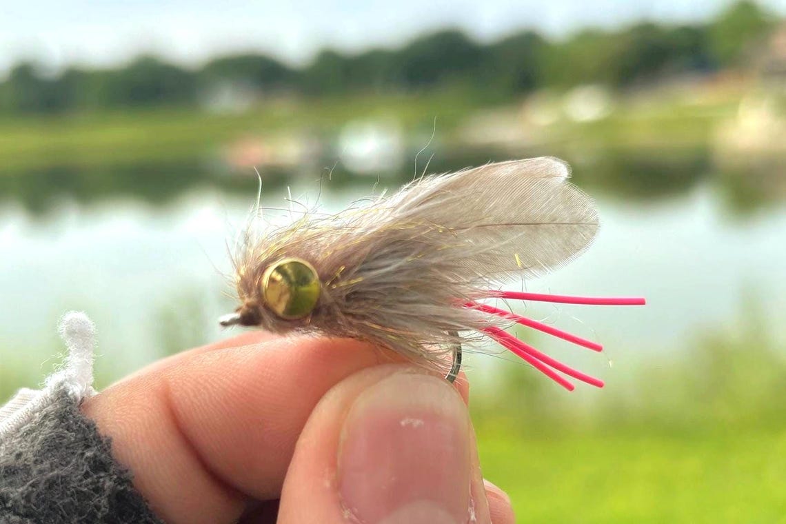 Large Brass Dumbbell Eyes gold for Fly Tying - Etsy