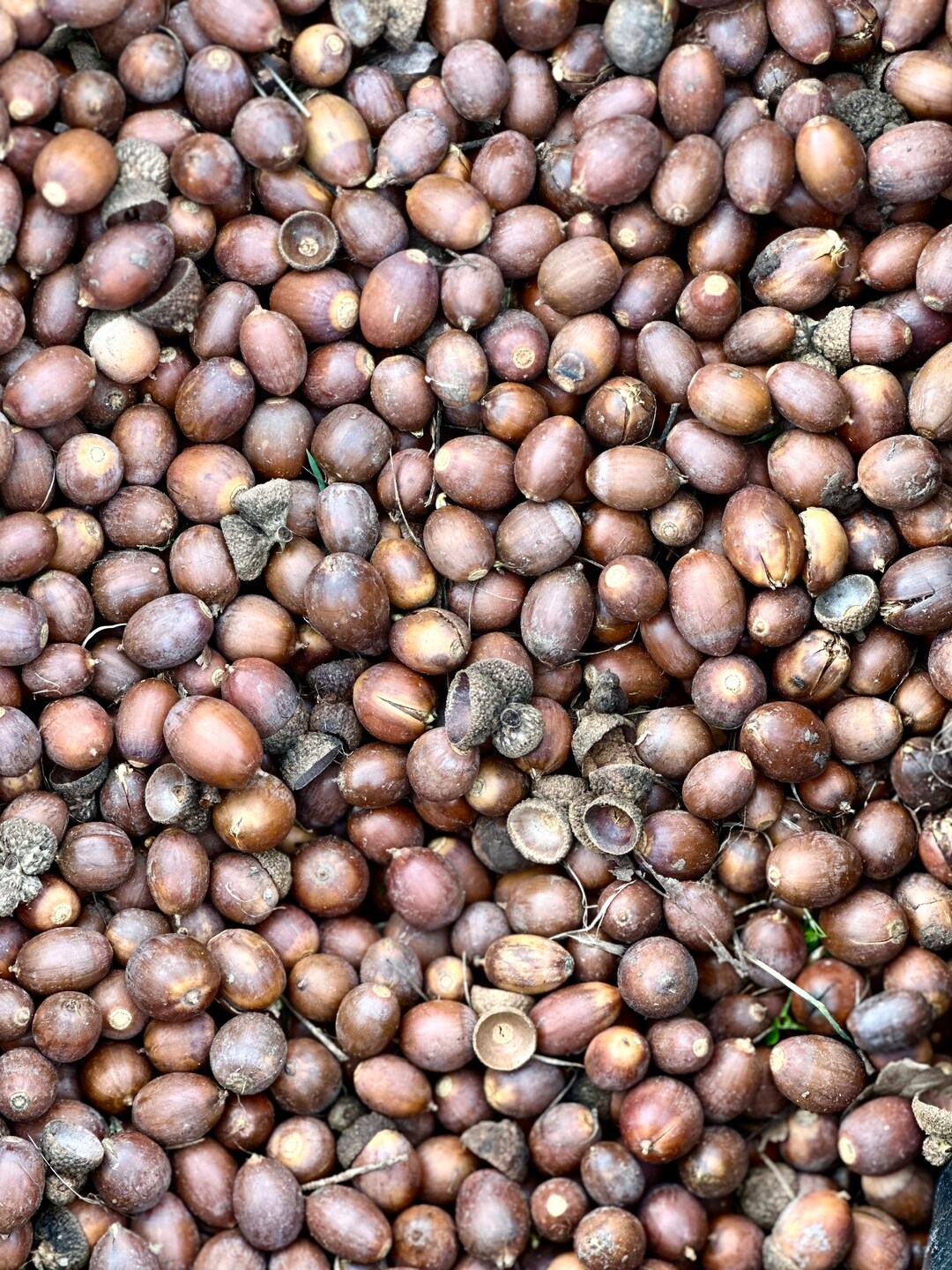 Oregon White Oak Tree Acorns quercus Garryana or Garry Oak Unsprouted ...