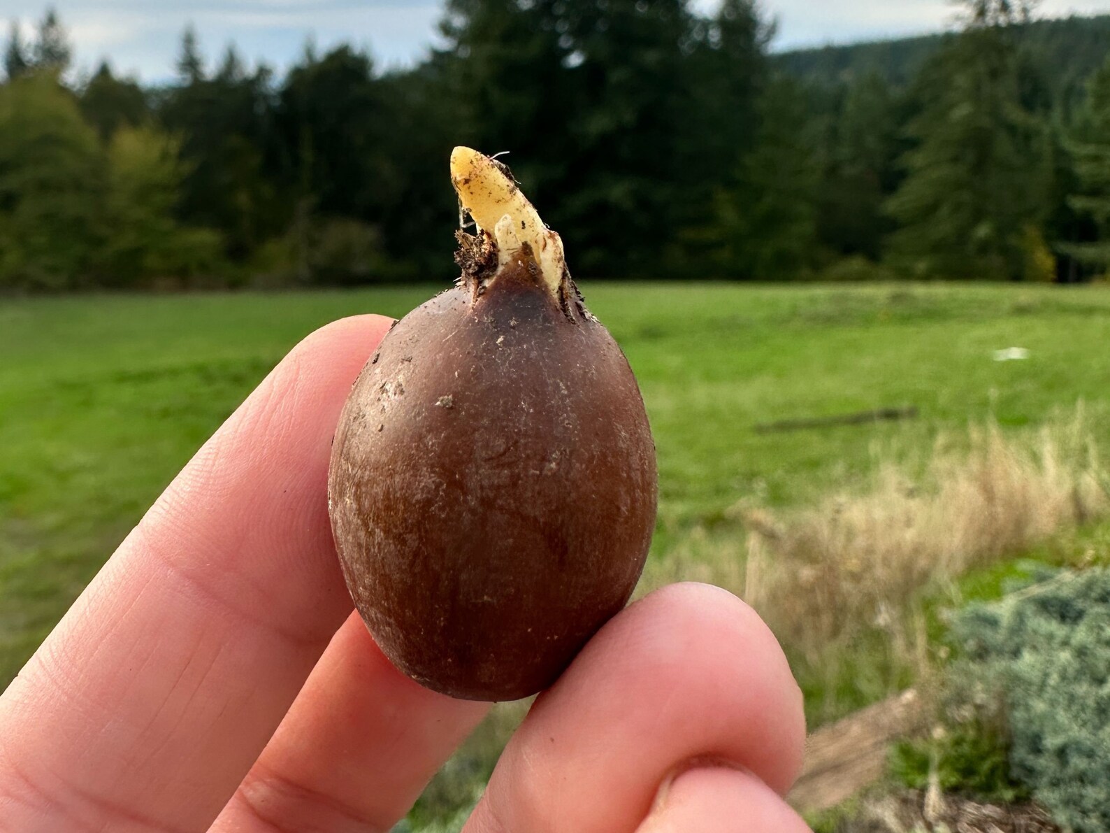 Oregon White Oak Tree Acorns quercus Garryana or Garry Oak Unsprouted ...
