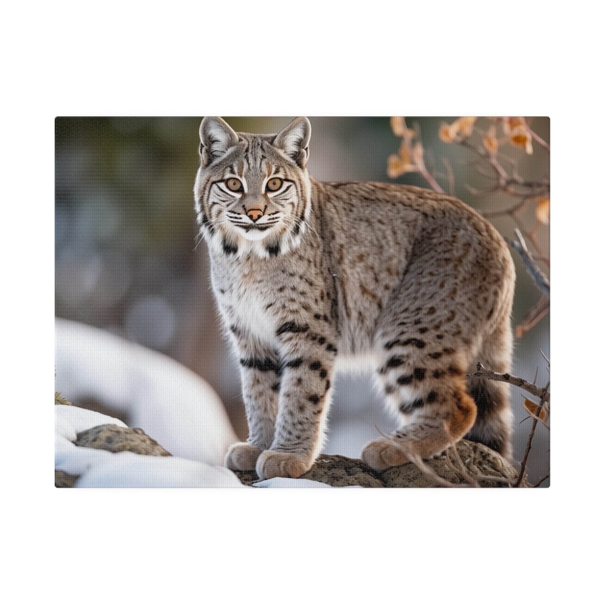 Bobcat Decor 12x9 by Sara Williams Horizontal Frame Canvas, Stretched ...