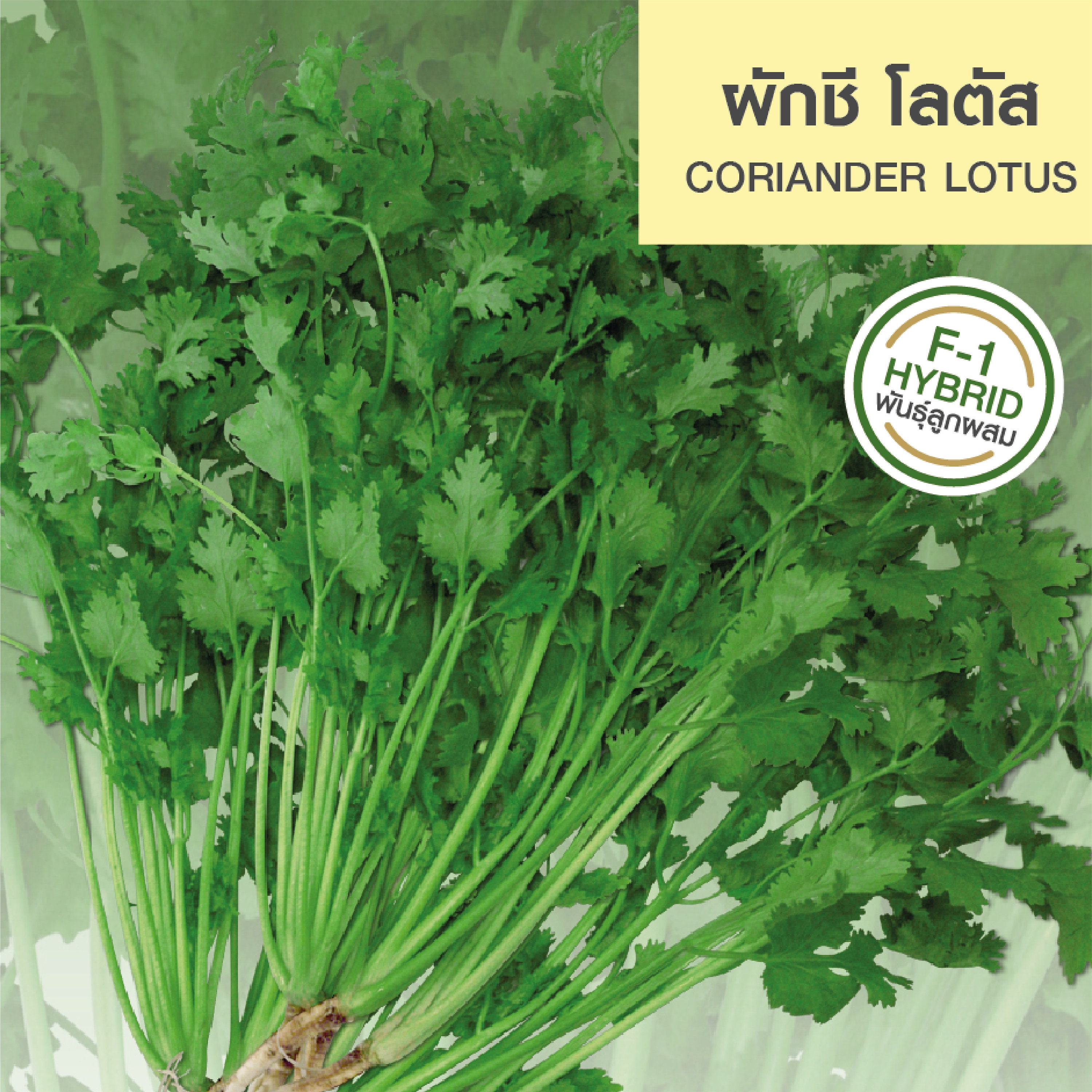 Coriander Lotus Seeds Home Garden Fresh Vegetable Chia Tai Brand the ...