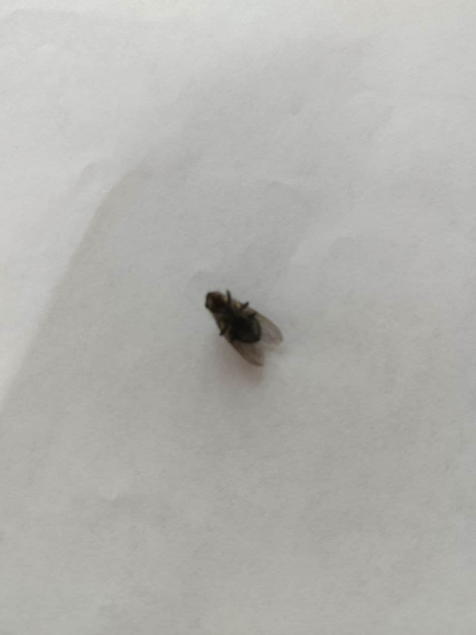 50 Real Fly Specimens for Entomology, Resin Art, Study, Collectors ...