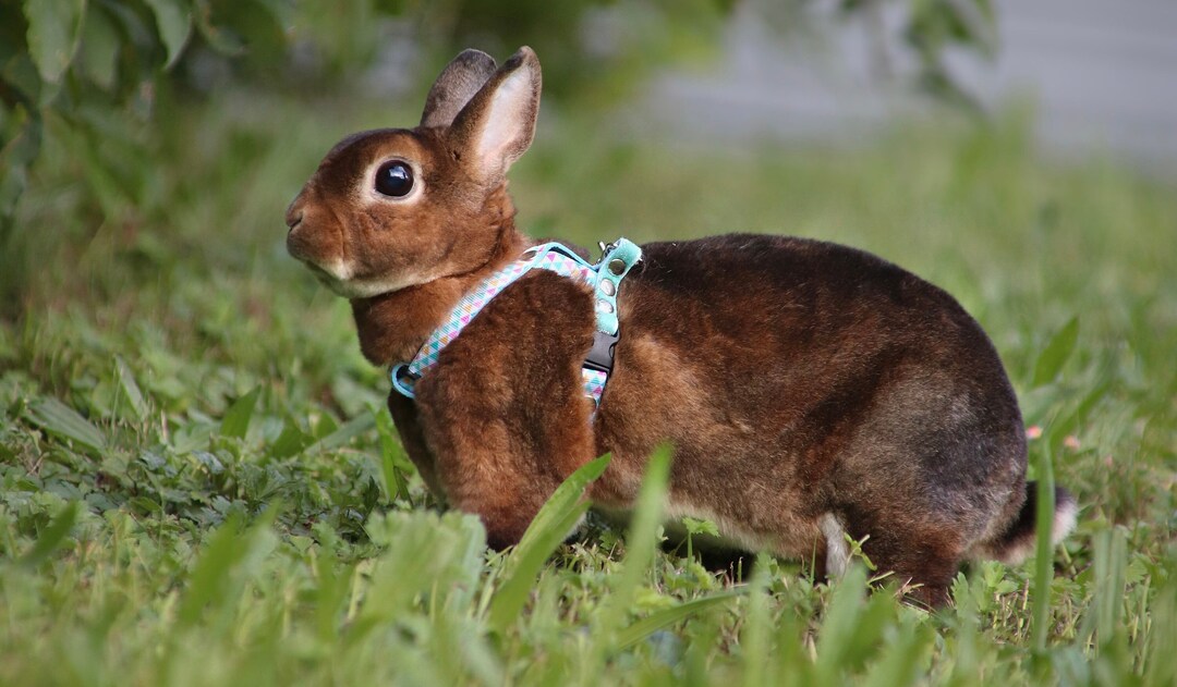 Customizable X.A Rabbit Harness - Etsy