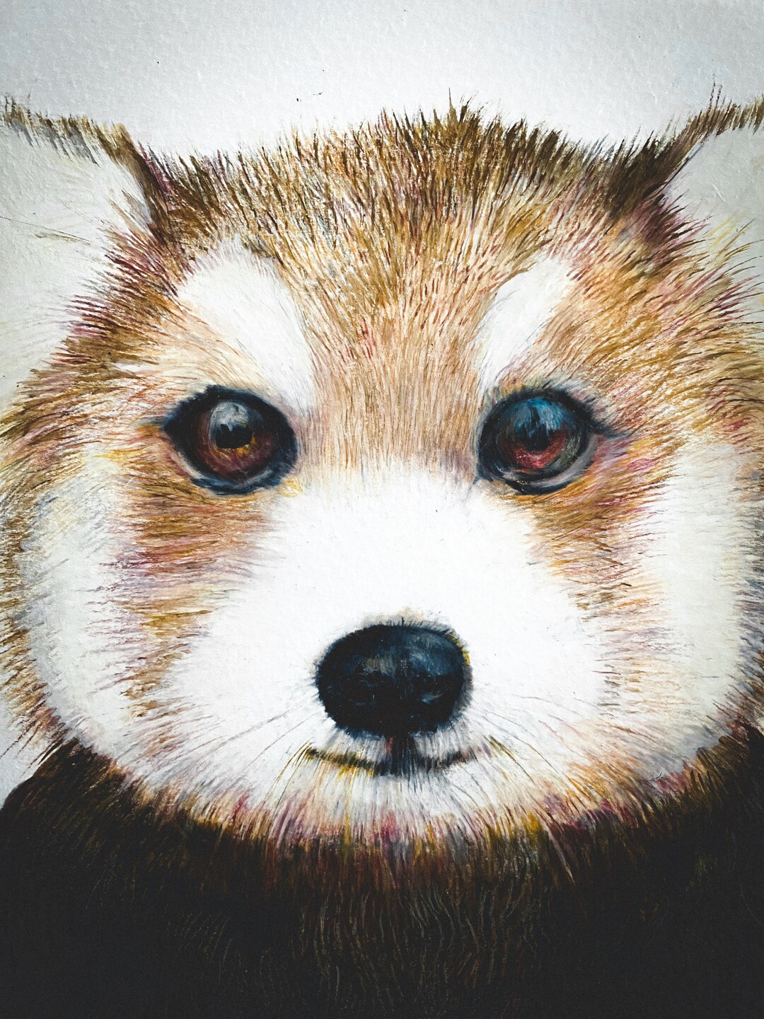 Red Panda Artwork Print - Etsy