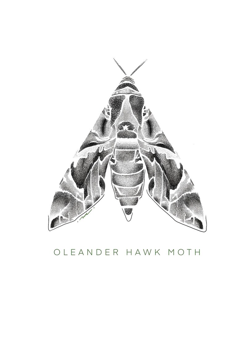 Oleander Hawk Moth Fine Line Art Print Moth Illustration Minimalist ...