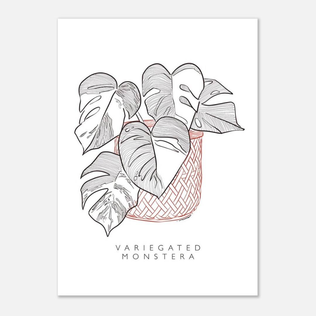 Variegated Monstera Potted Plant Postcard-sized Art Print Detailed ...