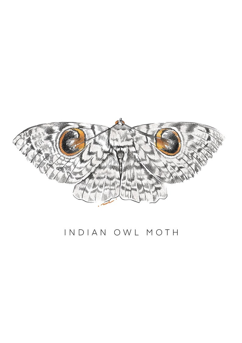Indian Owl Moth Digital Art Print Limited Edition Fine Line Portrait ...