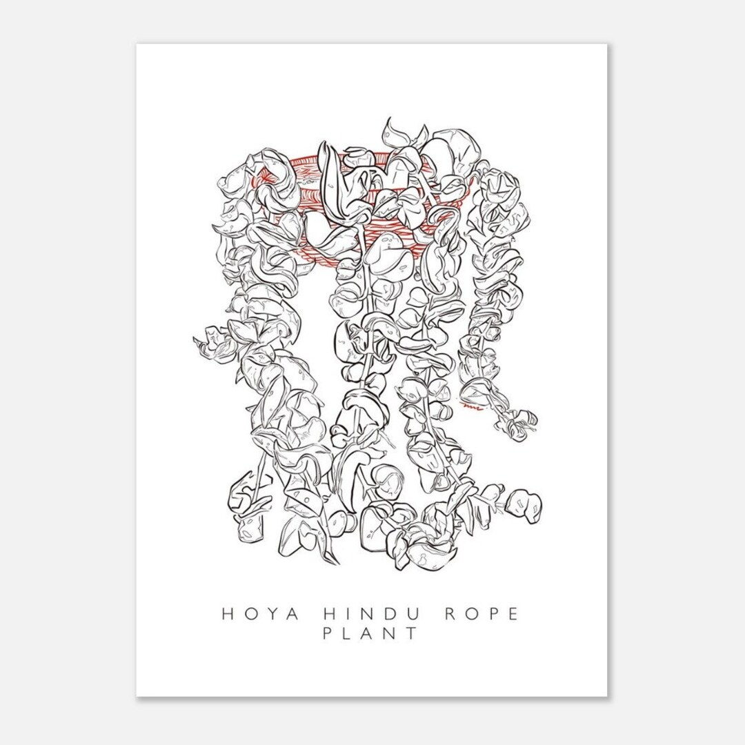 Hoya Hindu Rope Potted Plant Postcard-sized Print Art Detailed Digital ...