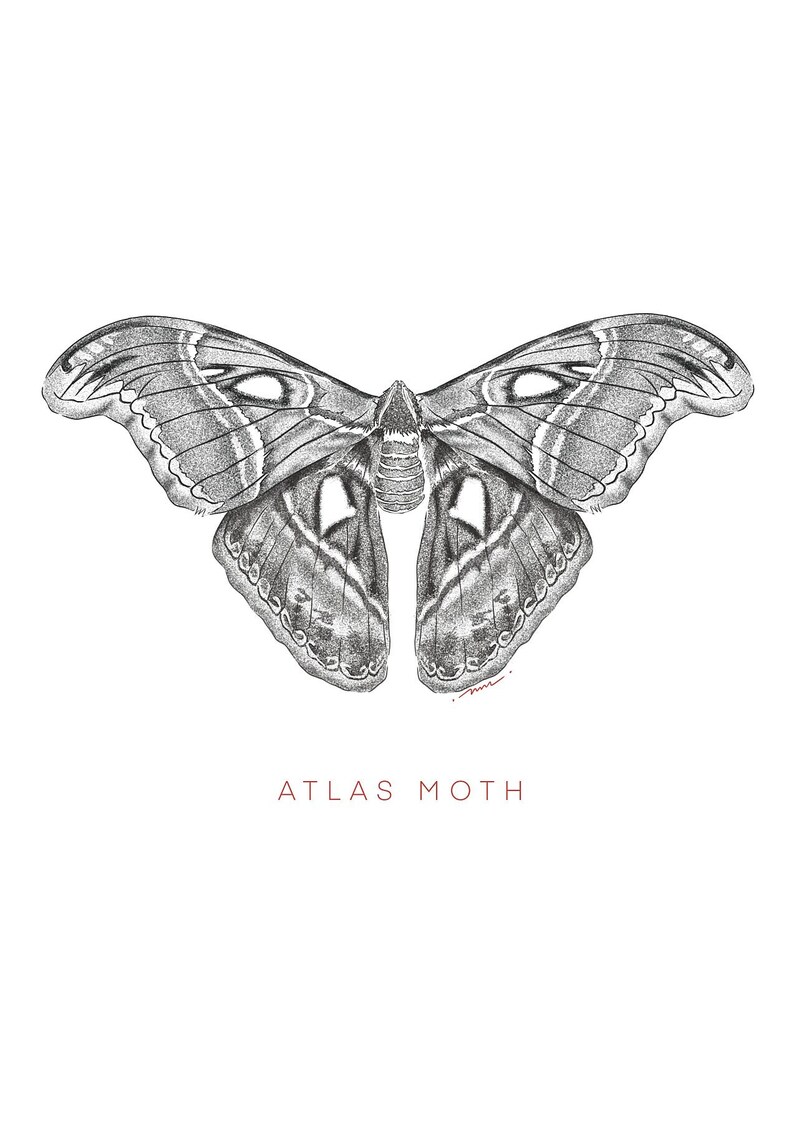 Atlas Moth Digital Fine Line Art Print Limited Edition Moth ...