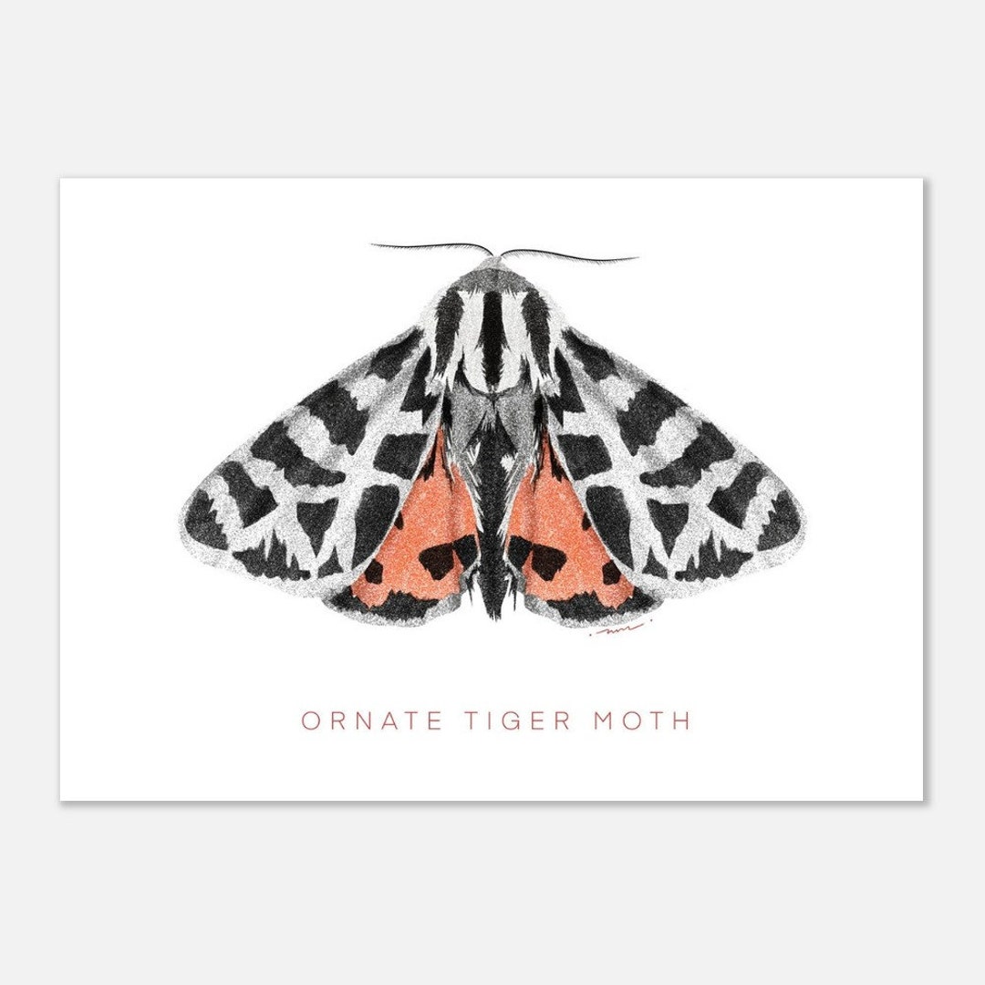 Indian Ornate Tiger Moth Postcard Print Illustration Minimalist Wall ...