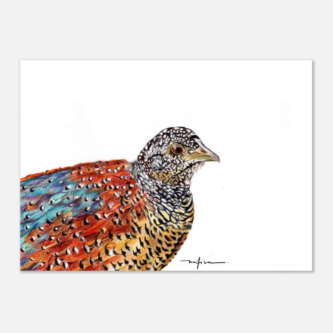 Painted Spurfowl Bird Postcard-sized Print Wildlife Illustration Fine ...
