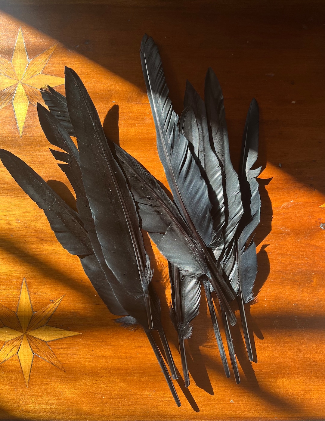 5 Black Bird Real Ritual Feathers|guidance, Protection & Good Fortune ...