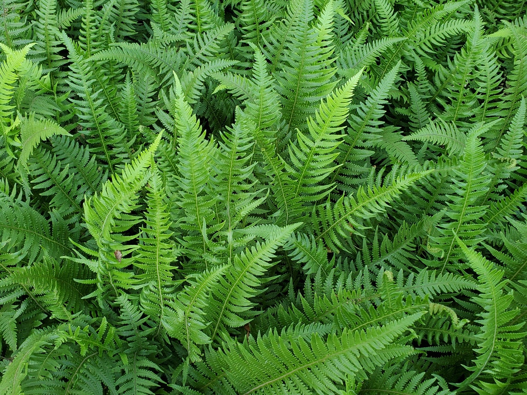 Ferns - Framed Art Photo - Etsy