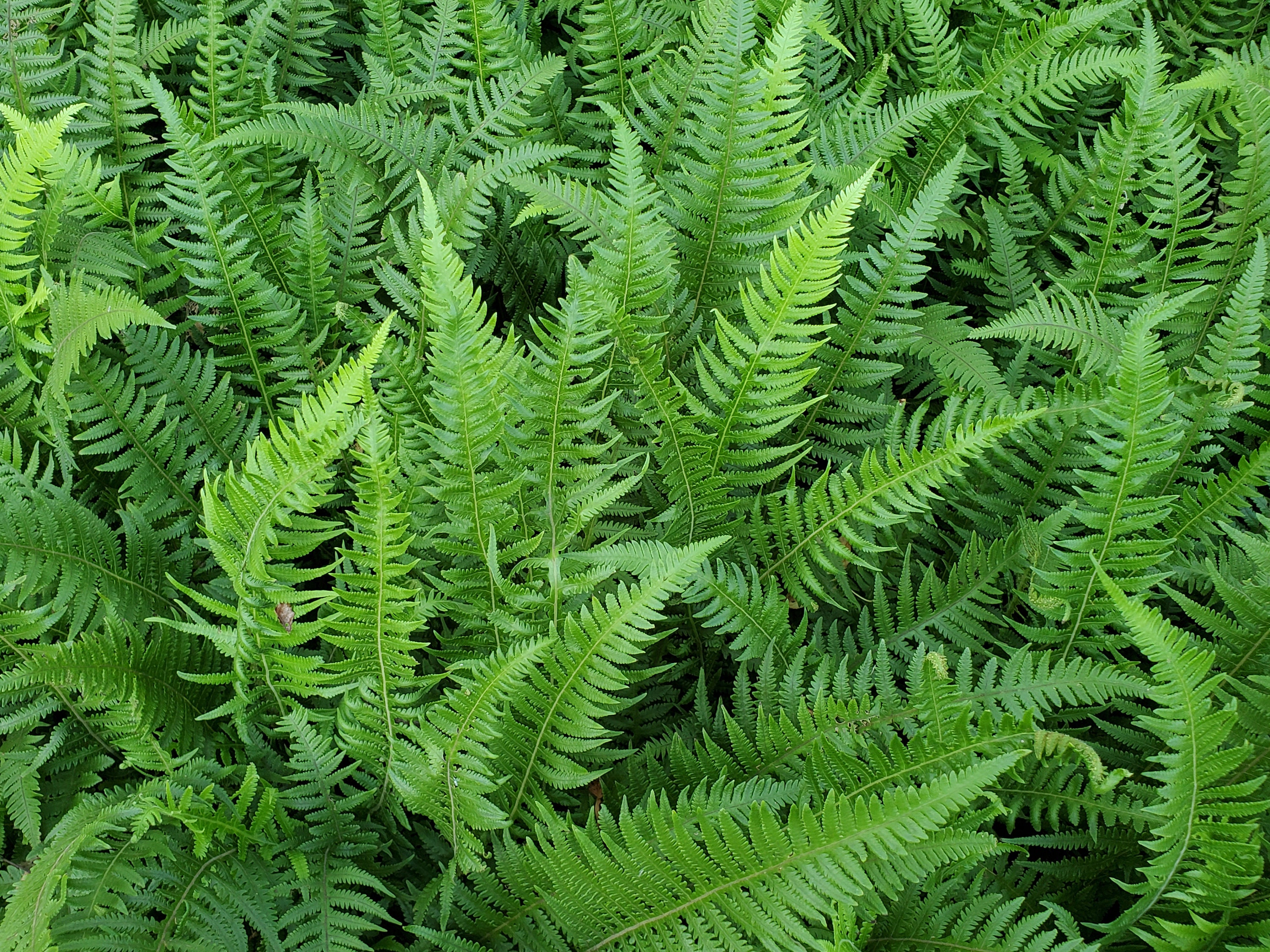 Ferns - Framed Art Photo - Etsy