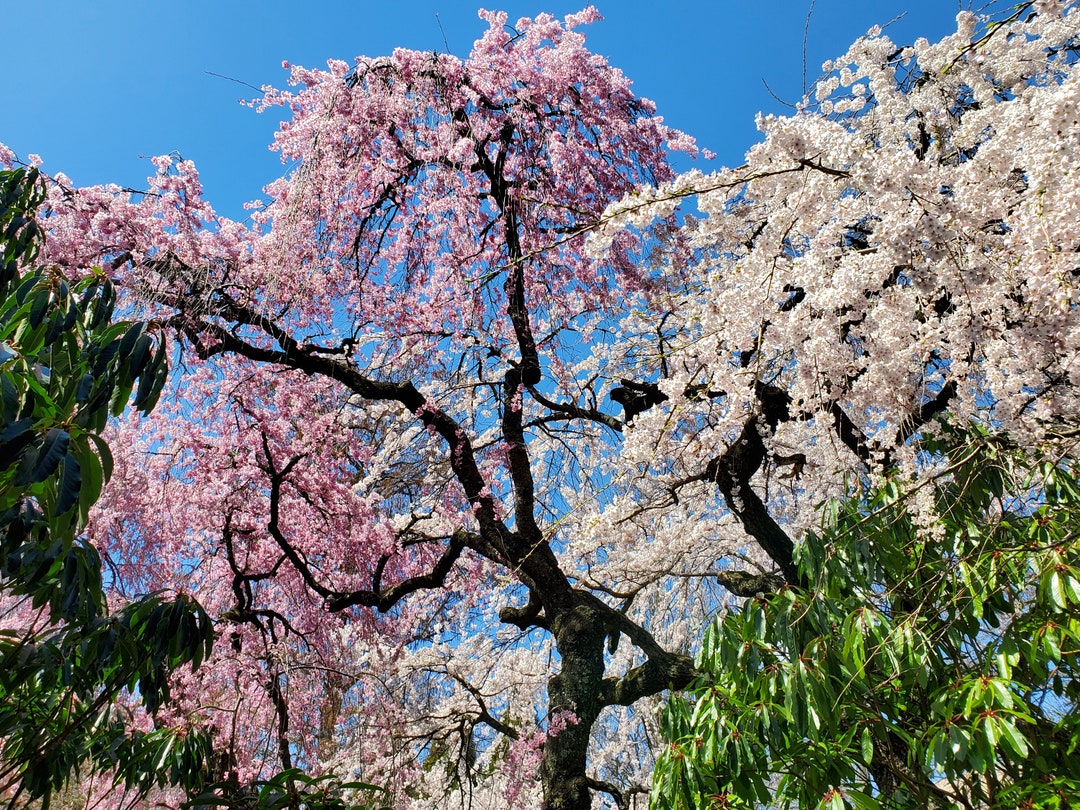 Cherry Tree - Framed Art Photo - Etsy