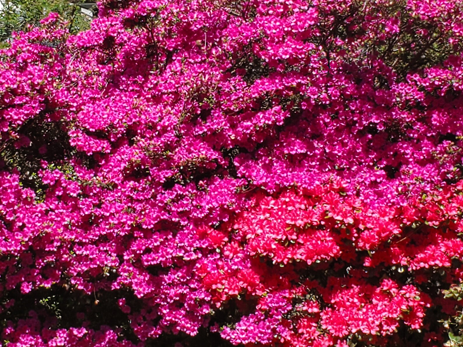 Red Azaleas - Framed Art Photo - Etsy