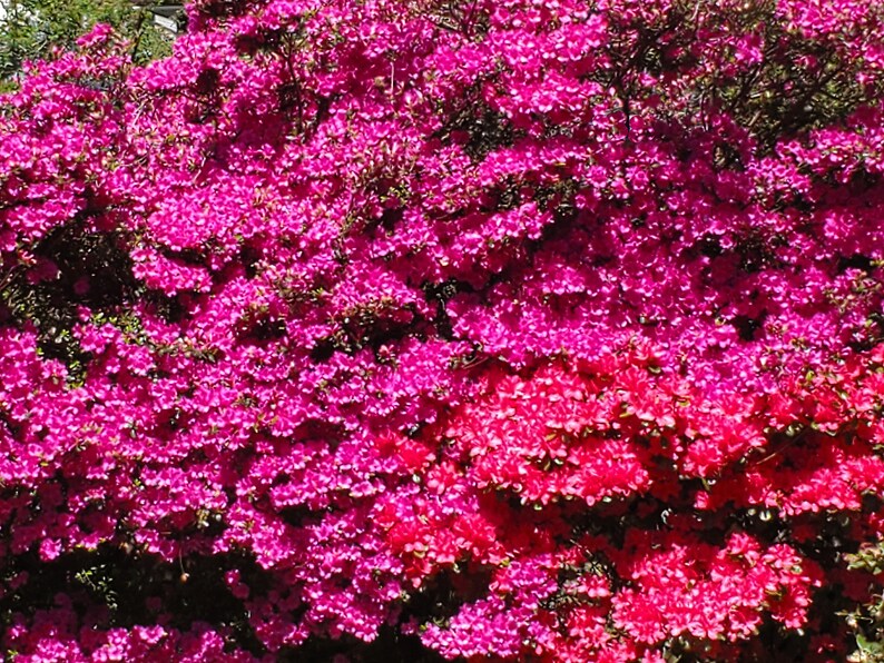 Red Azaleas - Framed Art Photo - Etsy