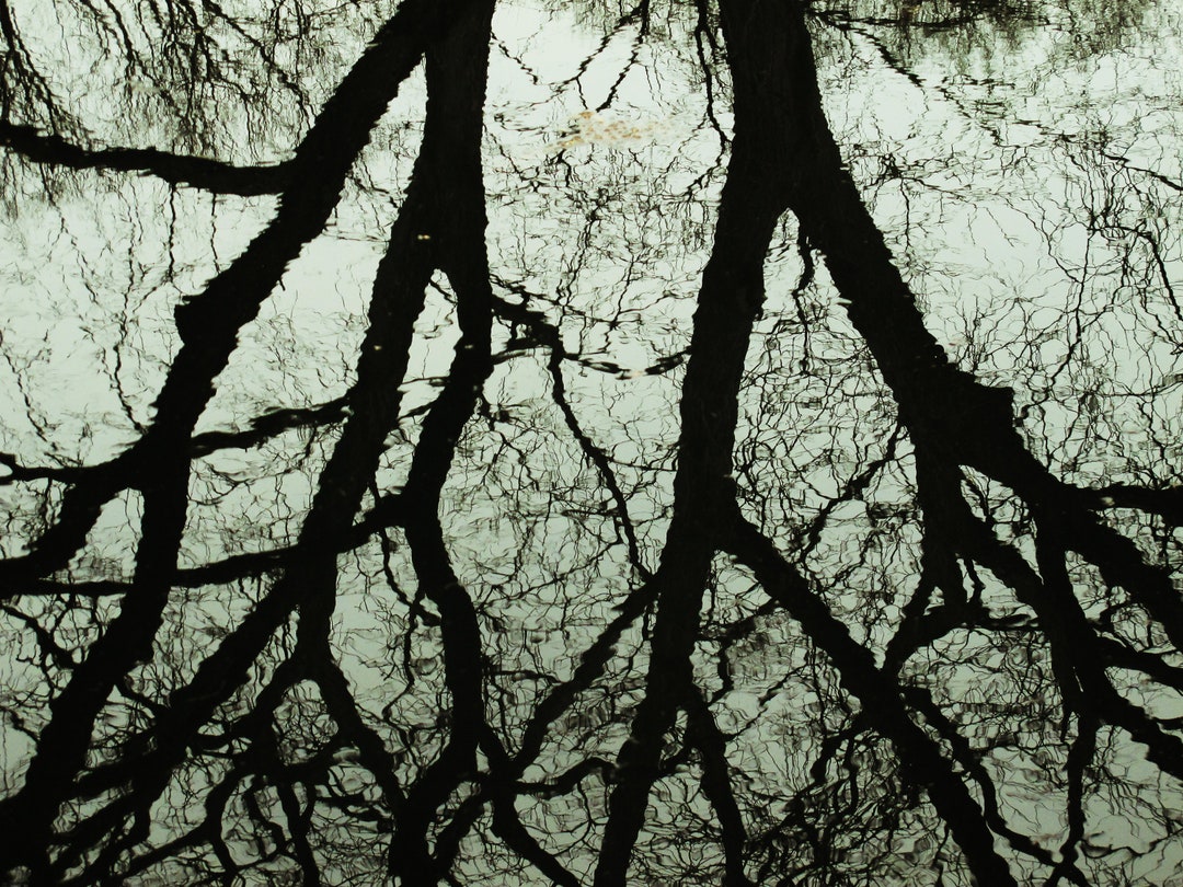 Brooklyn Botanic Garden - Spooky Branches-framed Art Photo - Etsy