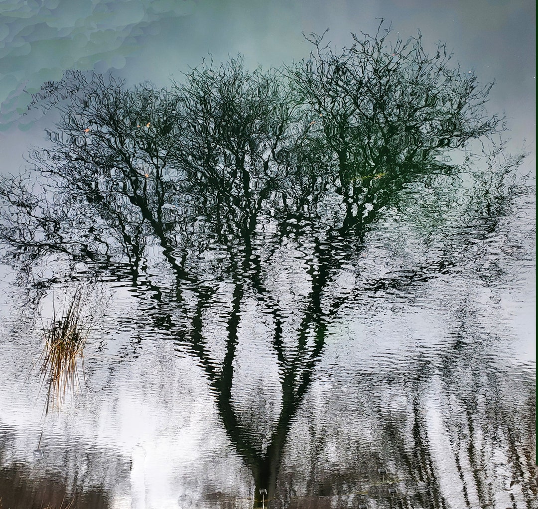 Reflected Tree - Brooklyn Botanic Garden - Framed Art Photo - Etsy