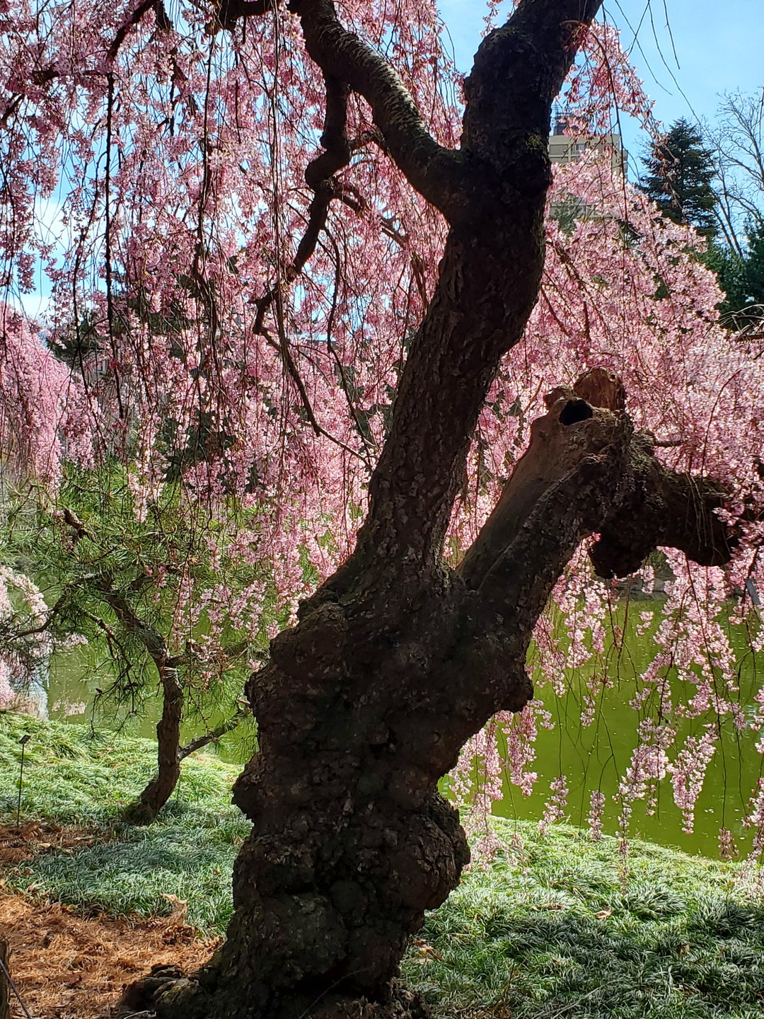 Ancient Cherry Tree-framed Art Photo - Etsy