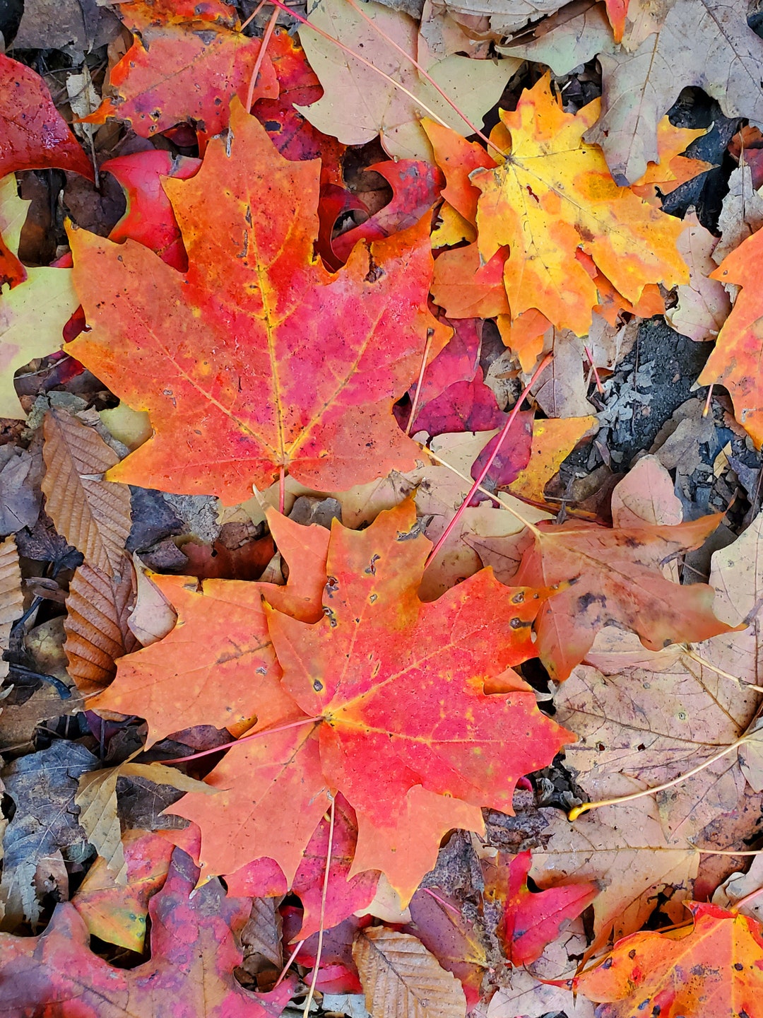 Fallen Autumn Leaves - Framed Art Photo - Etsy