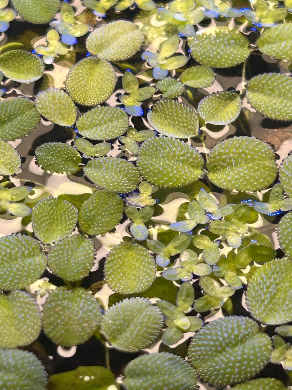 Floating Water Spangles, Common Salvinia, Salvinia Rotundifolia Minima ...