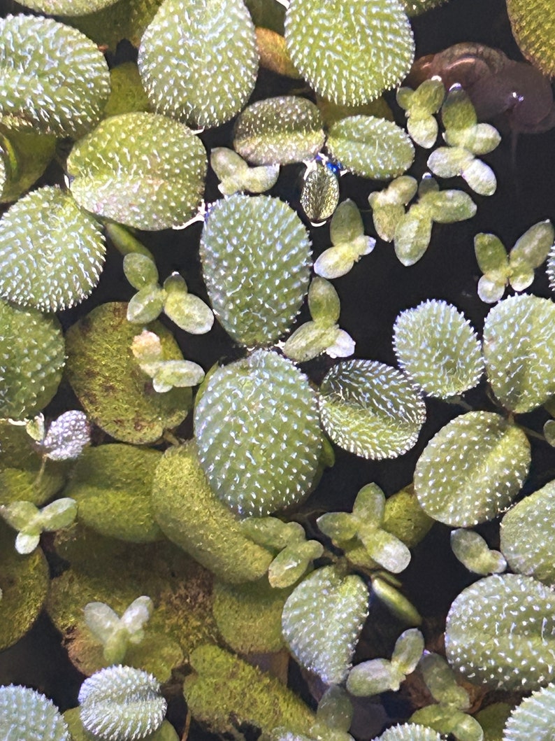 Floating Water Spangles, Common Salvinia, Salvinia Rotundifolia Minima ...