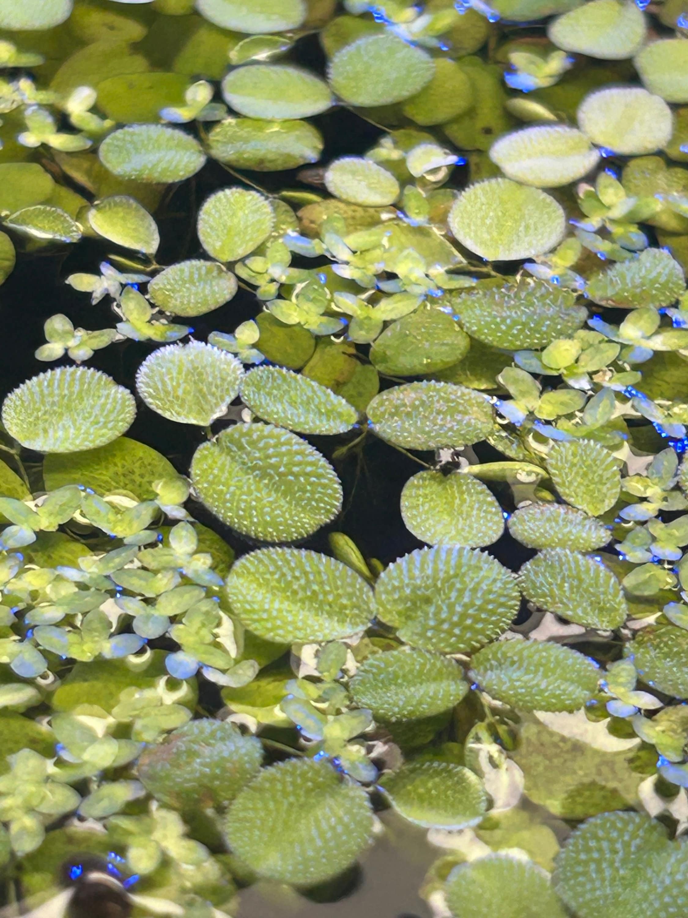 Floating Water Spangles, Common Salvinia, Salvinia Rotundifolia Minima ...