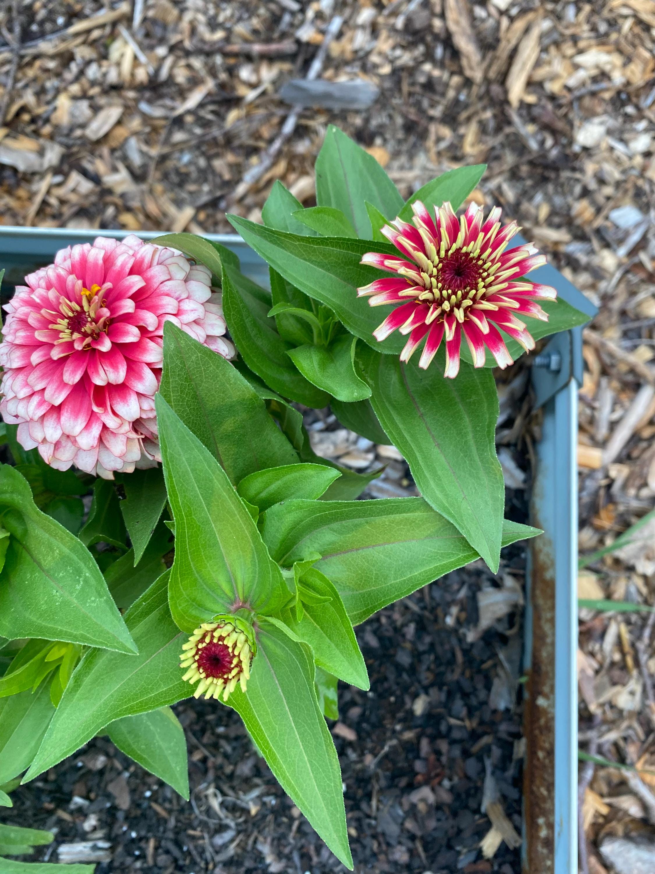 Double Raspberry Zinnia Seeds - Etsy