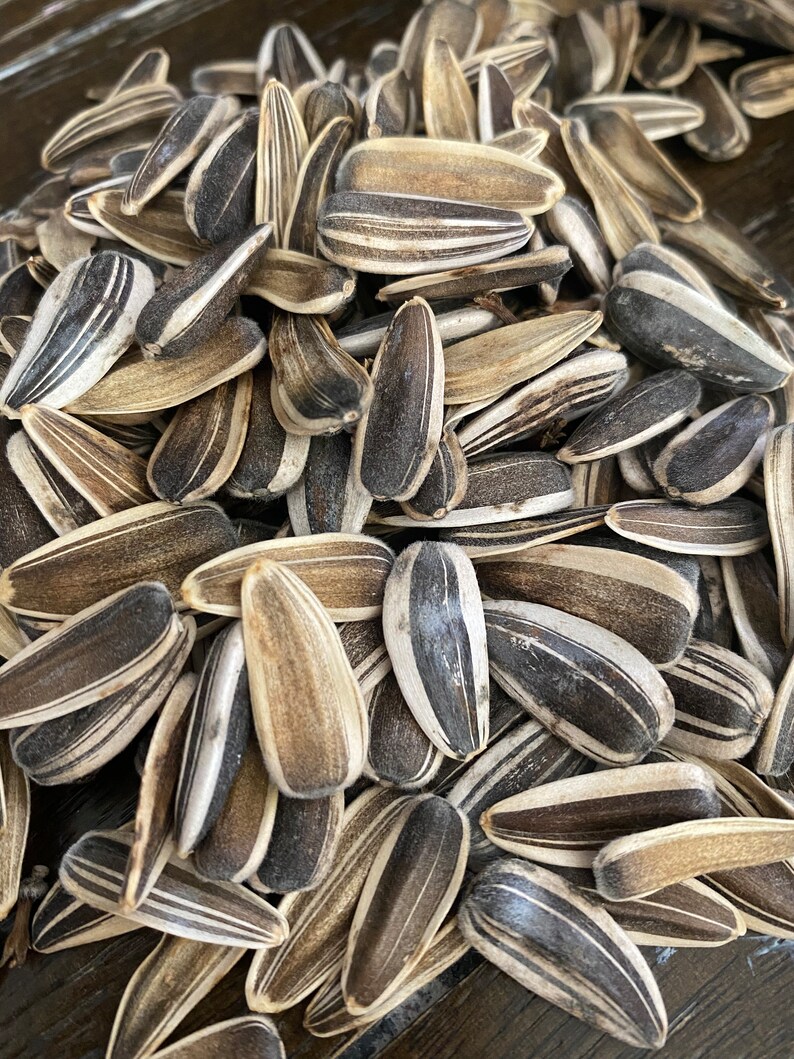 Mongolian Giant Yellow Sunflower Seeds - Etsy