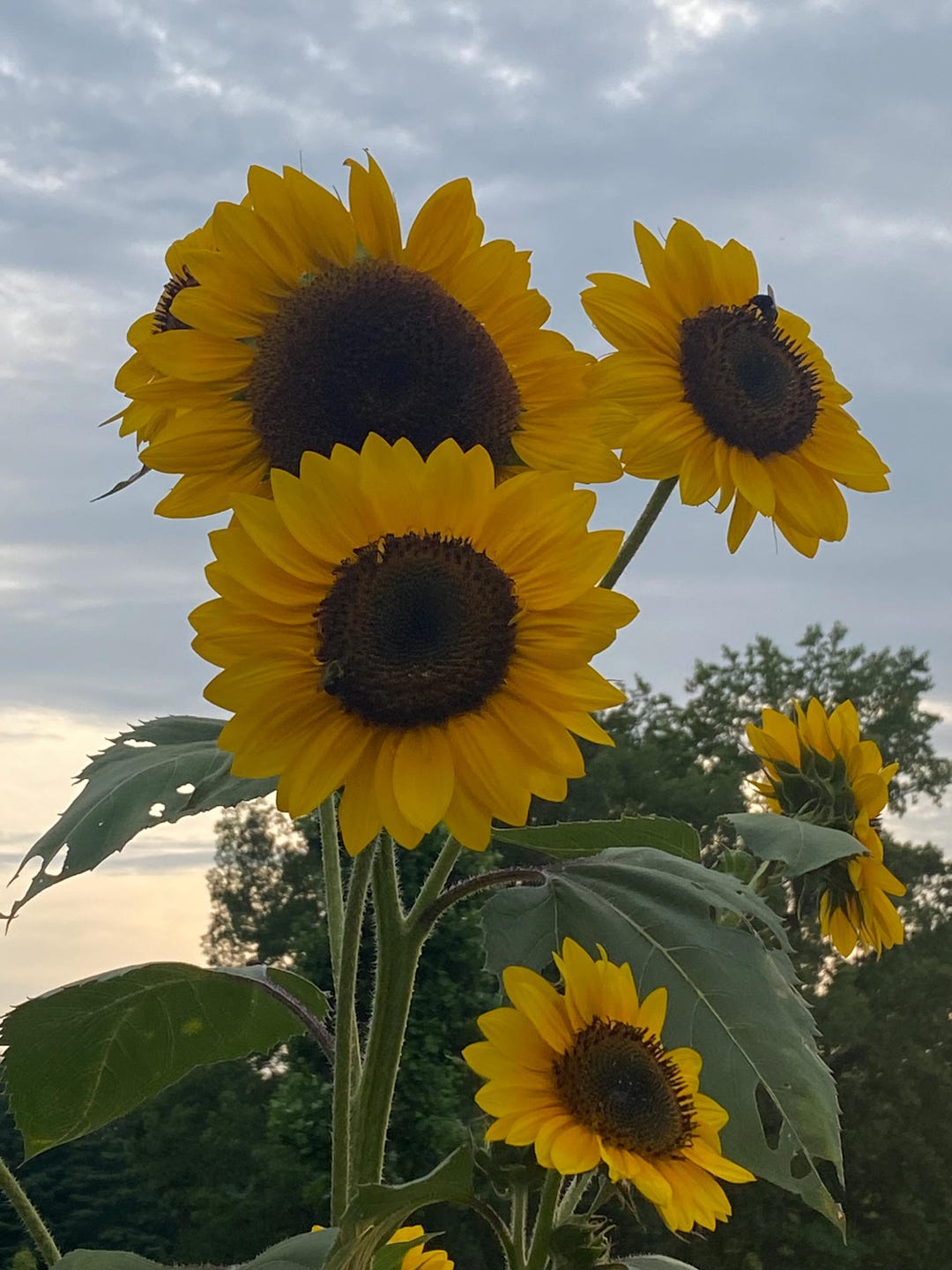 Skyscraper Sunflower Seeds - Etsy