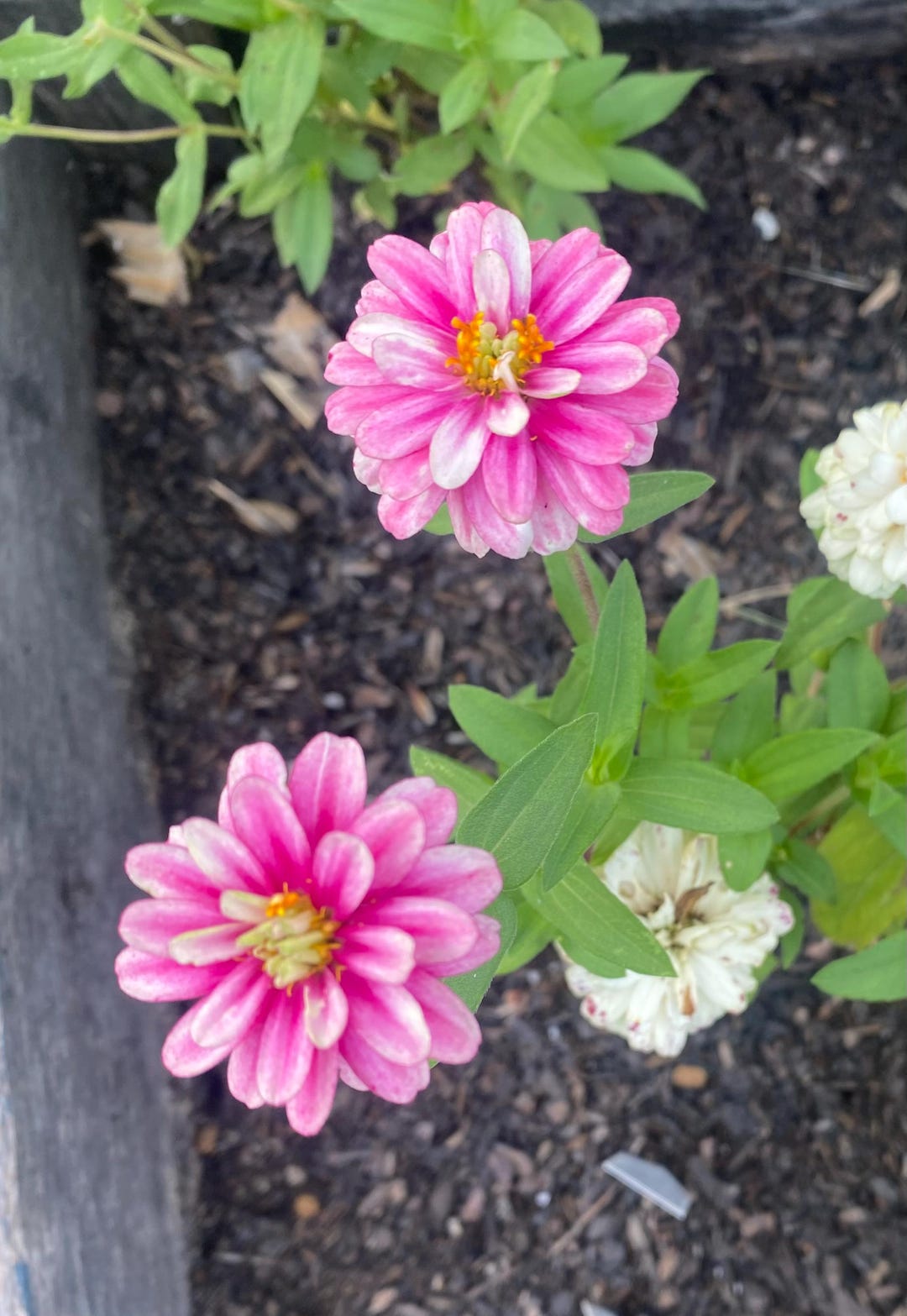 Double Raspberry Zinnia Seeds - Etsy