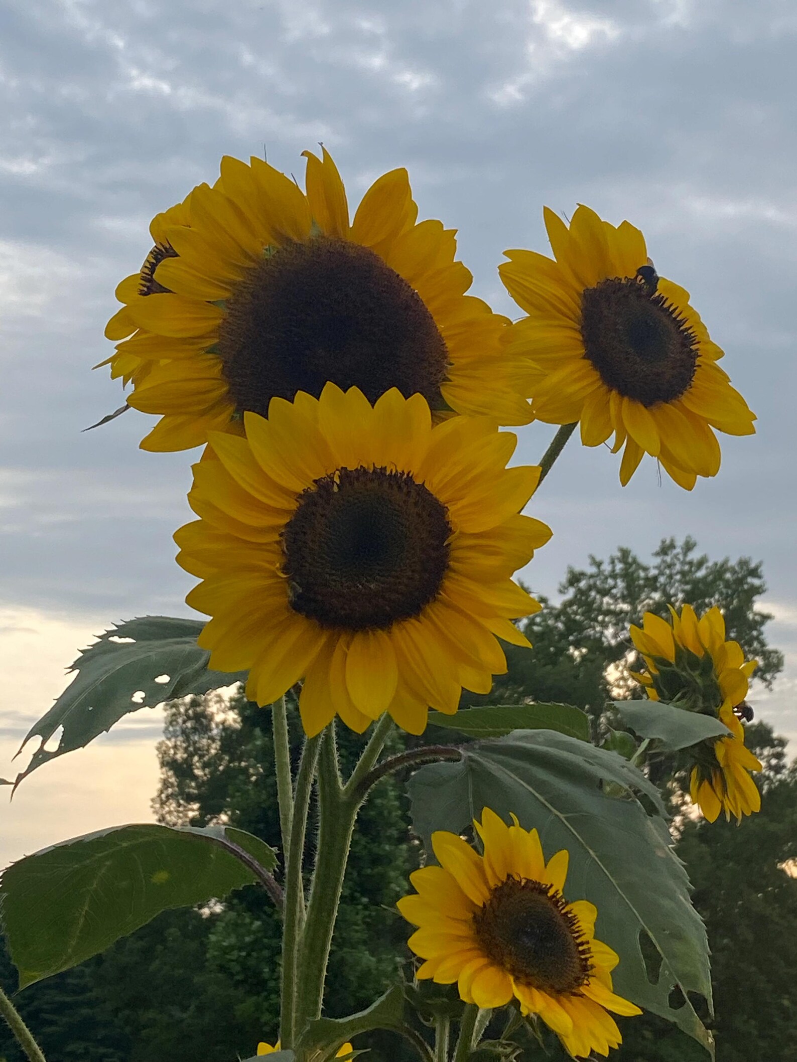 Skyscraper Sunflower Seeds - Etsy