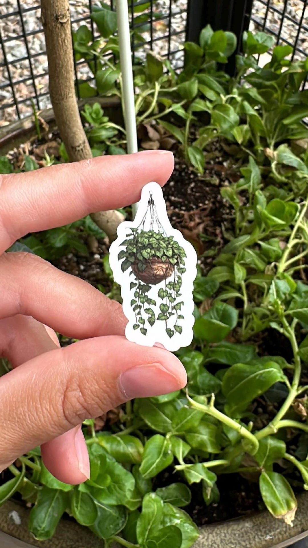 Pothos Plant Sticker: Waterproof Vinyl Decal - Etsy