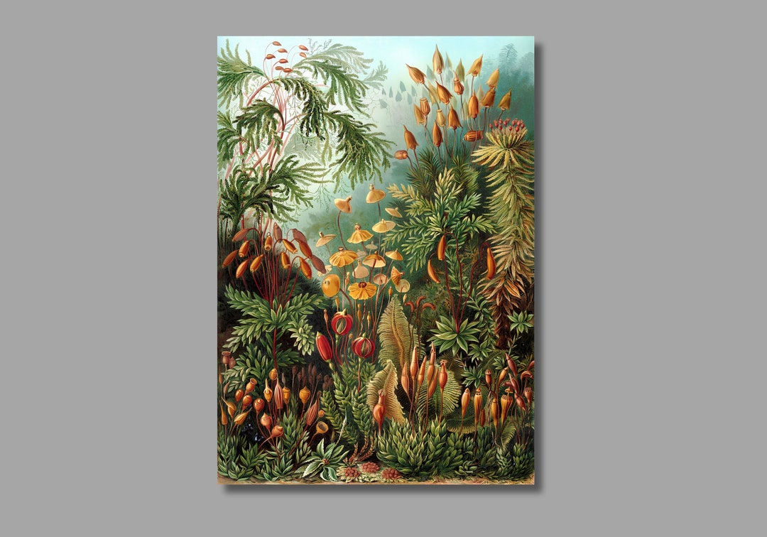 Ernst Haeckel Muscinae Art Print: Vintage Botanical Canvas Wall Art16 ...
