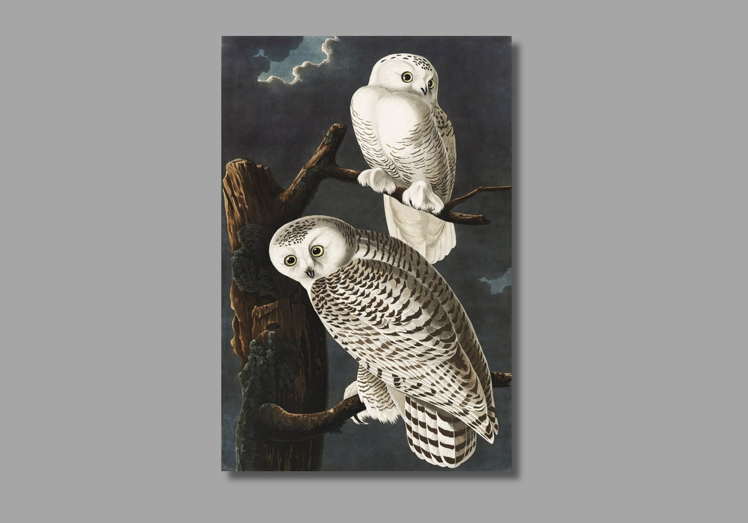 John James Audubon Snowy Owl Art Print, John James Audubon Canvas Wall ...