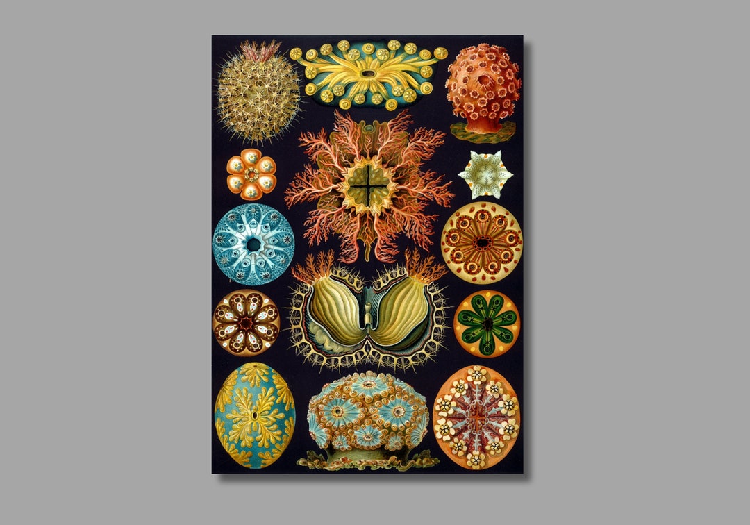 Ernst Haeckel Ascidiae Art Print,ernst Haeckel Sea Squirts, Ernst ...