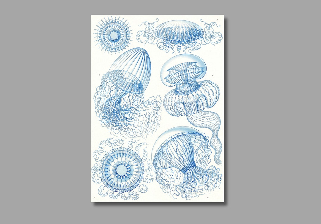 Ernst Haeckel Leptomedusae Art Print,kunstformen Der Natur, Ernst ...